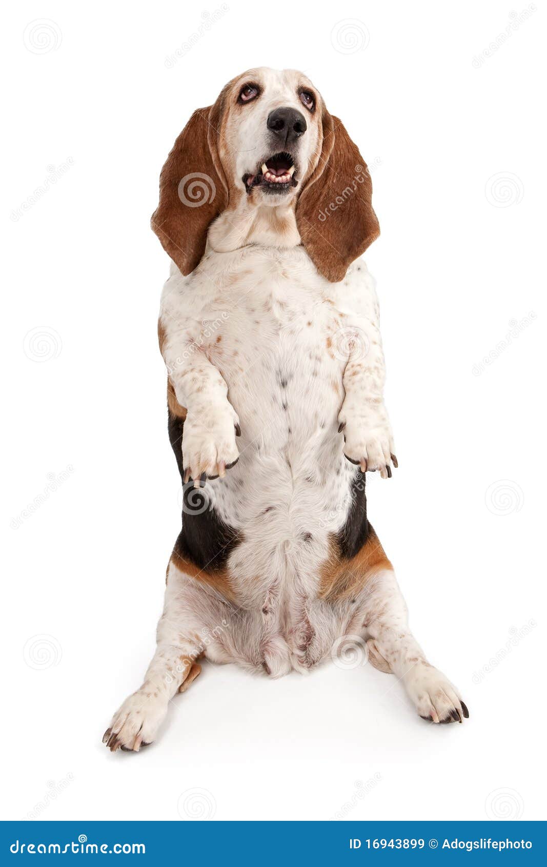 Basset Hound Dog Begging stock image. Image of purebred - 16943899