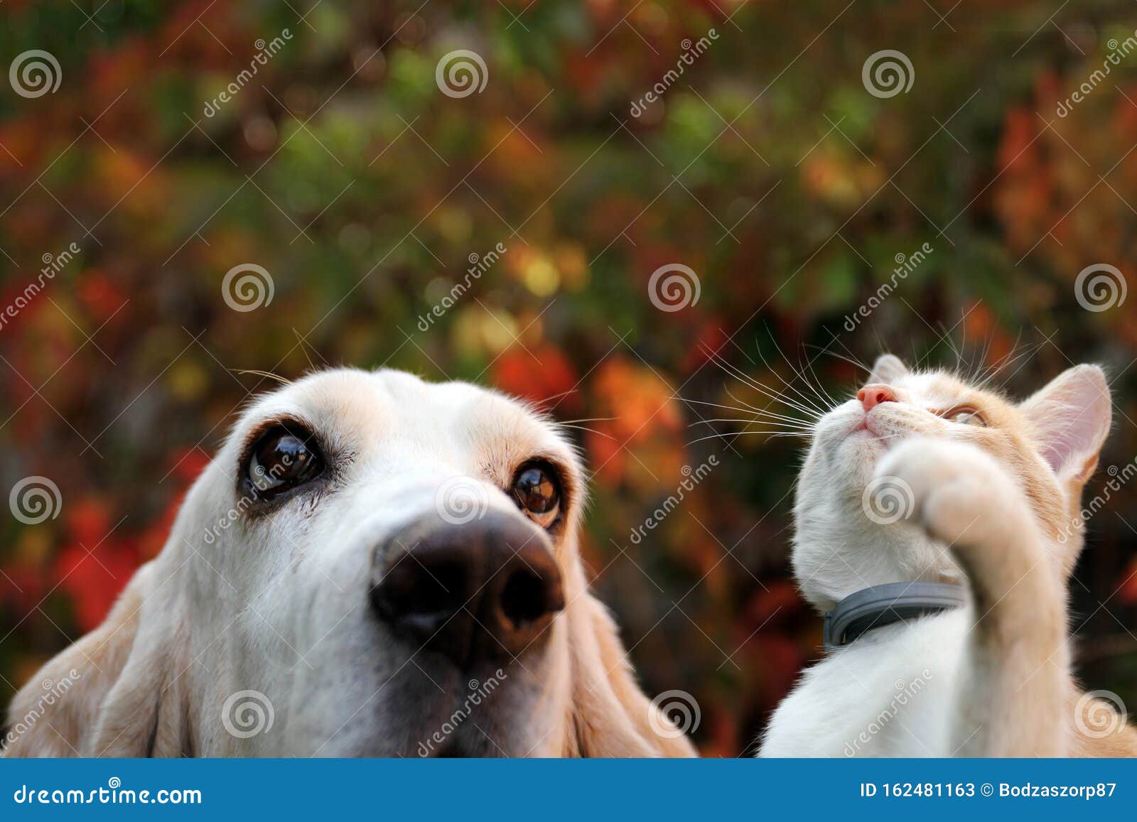 Red Cat and Dog on Autumn Background Stock Image - Image of chair ...