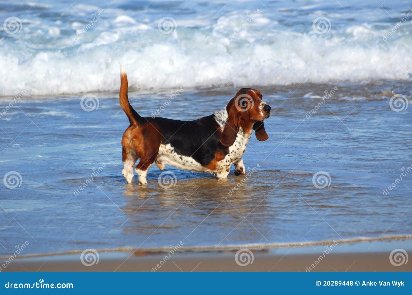 Basset hound dog in sea stock photo. Image of animal - 20289448