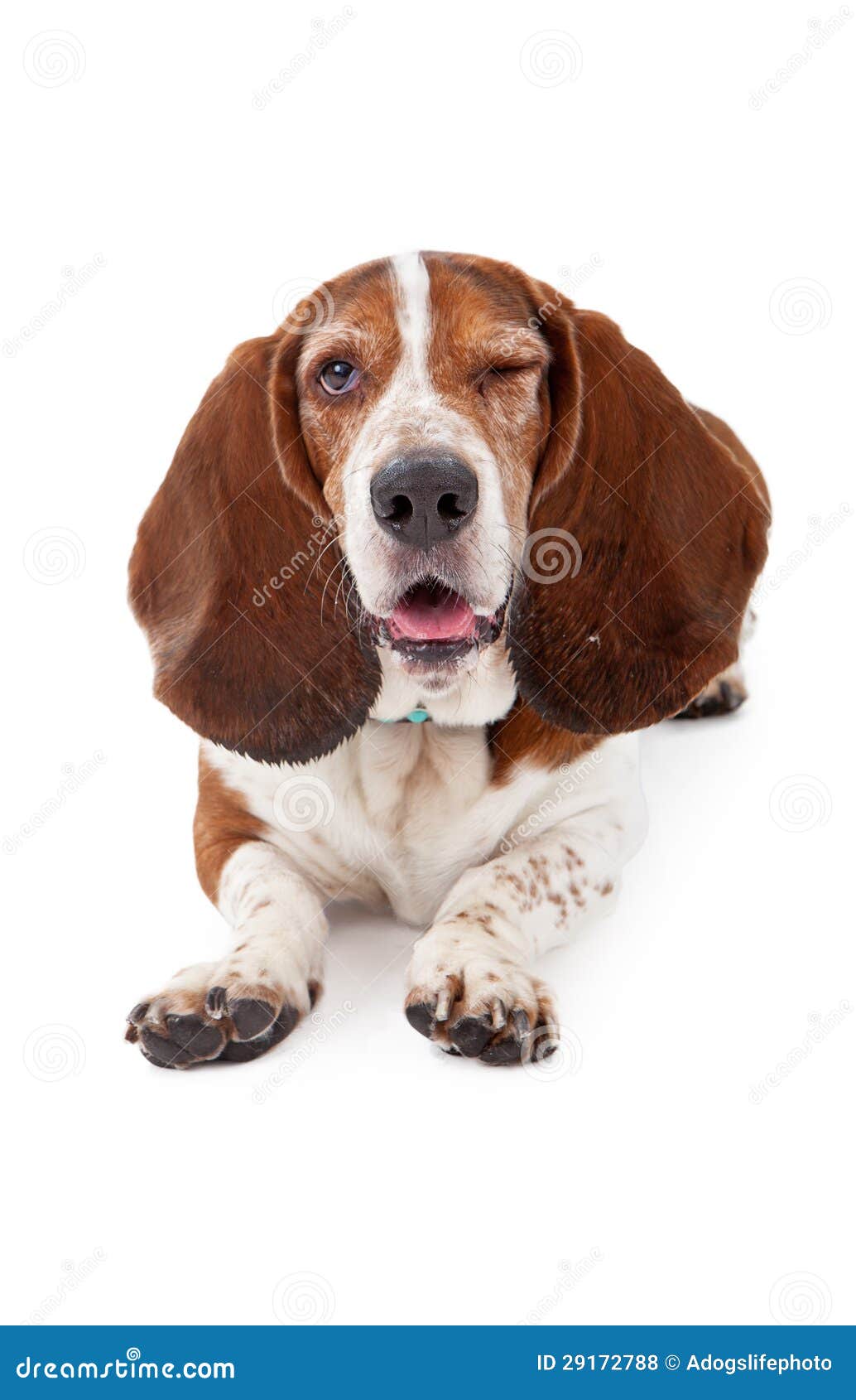 Basset Hound Dog Winking stock photo. Image of family - 29172788