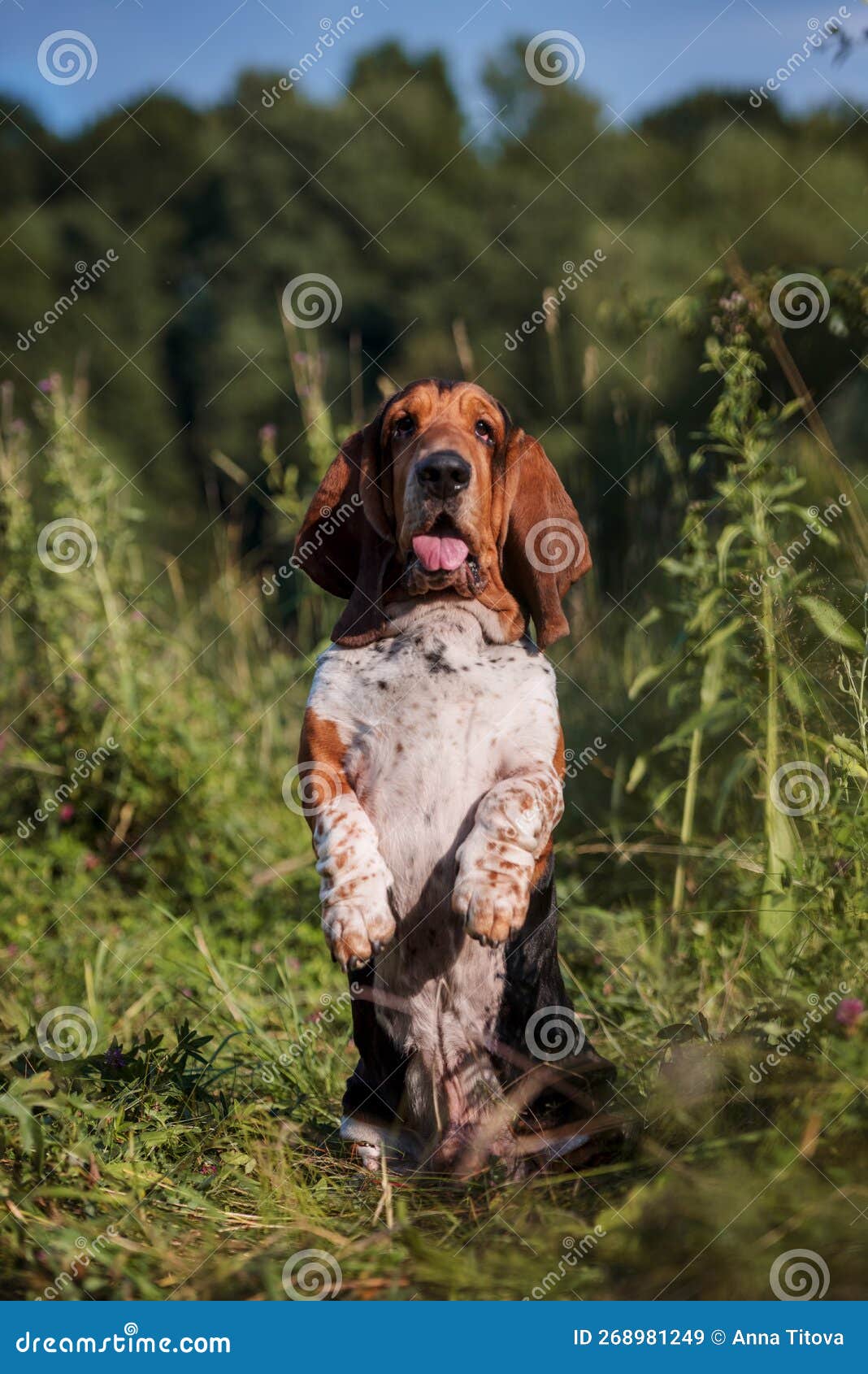 Basset hound doing a trick stock image. Image of friends - 268981249