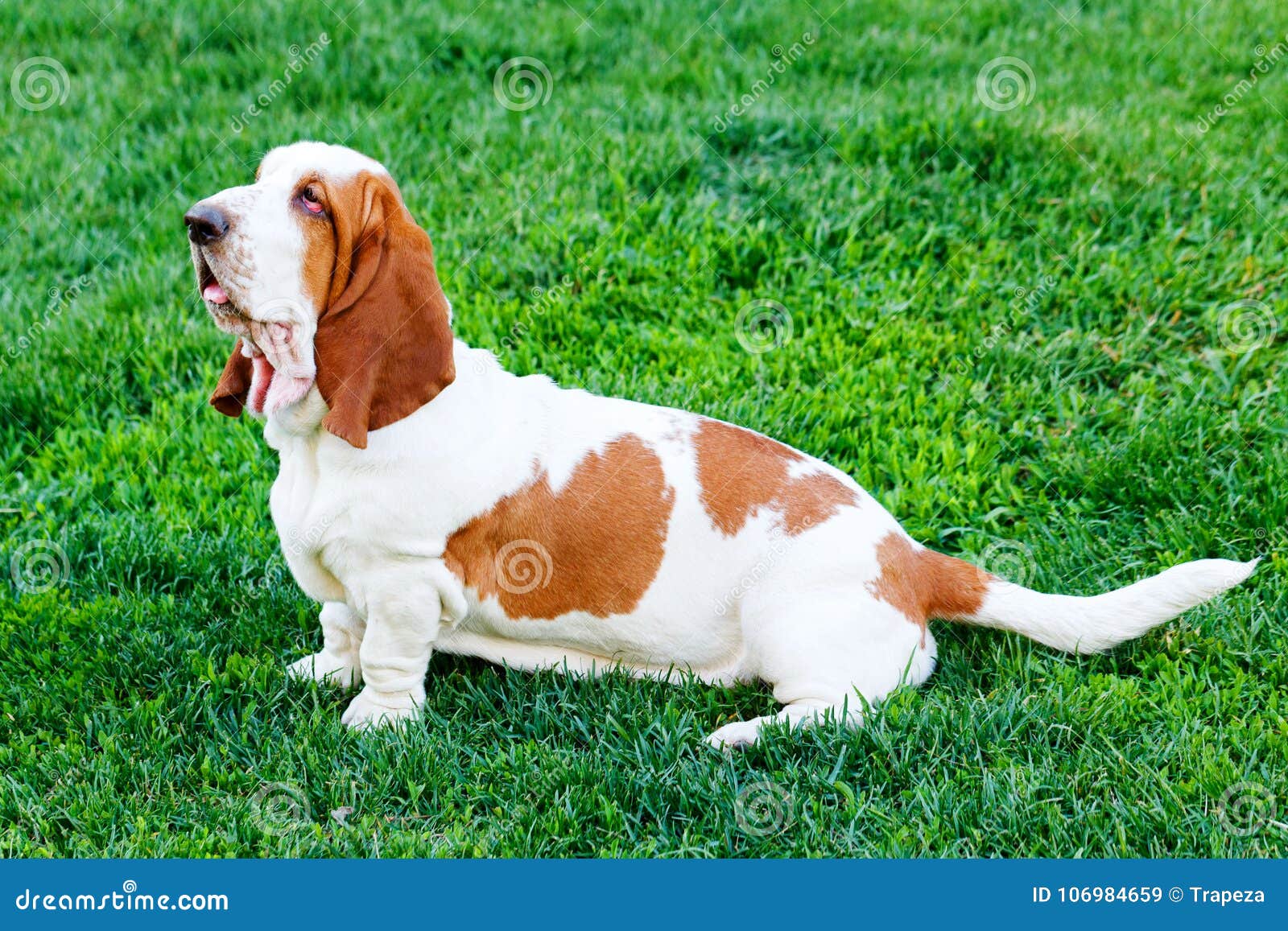 Basset Hound En La Hierba En Parque Imagen de archivo - Imagen de ...