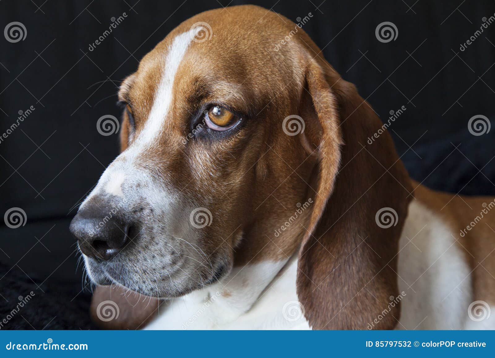 Basset Hound face stock photo. Image of basset, face - 85797532