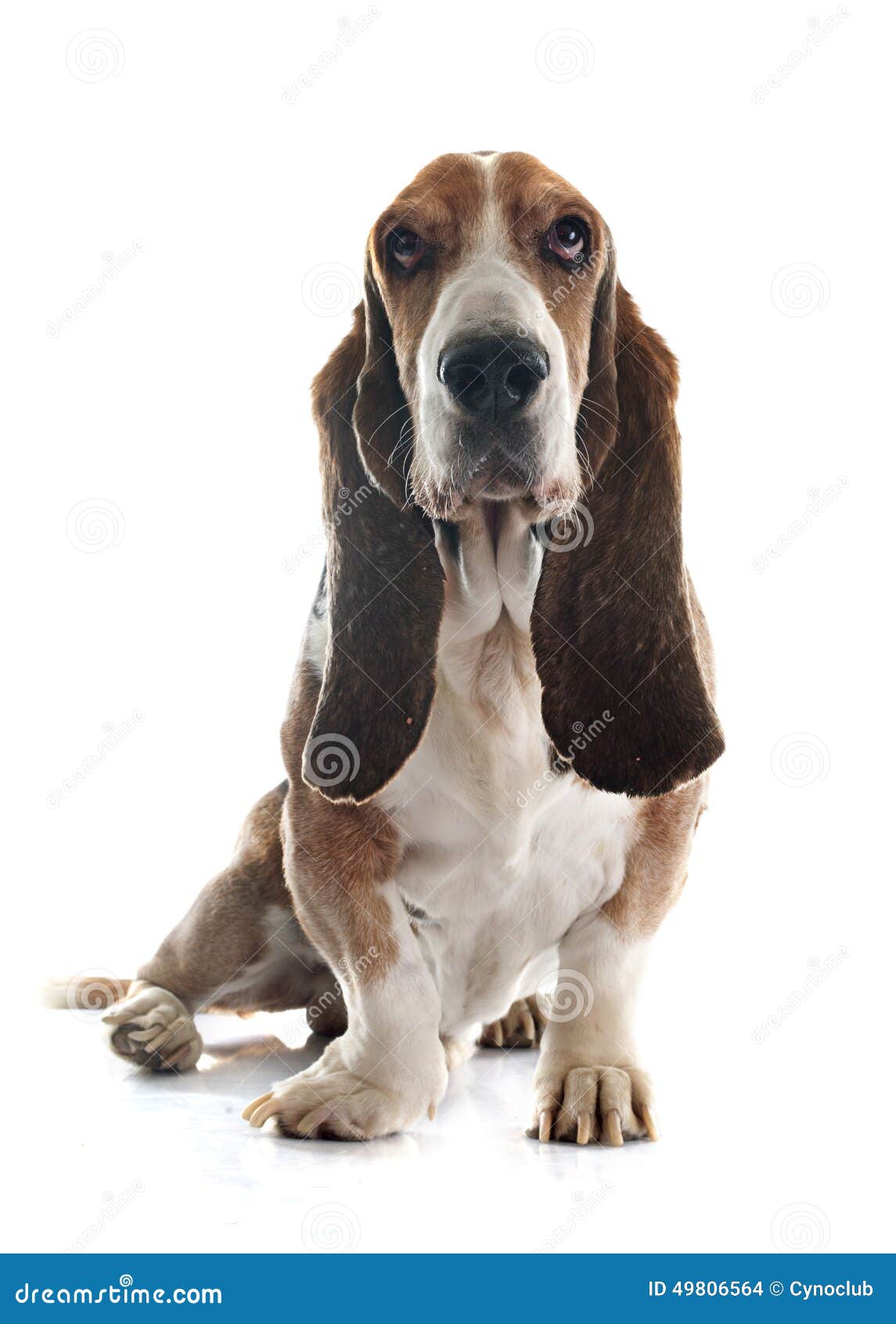 Basset hound stock photo. Image of adult, studio, male - 49806564