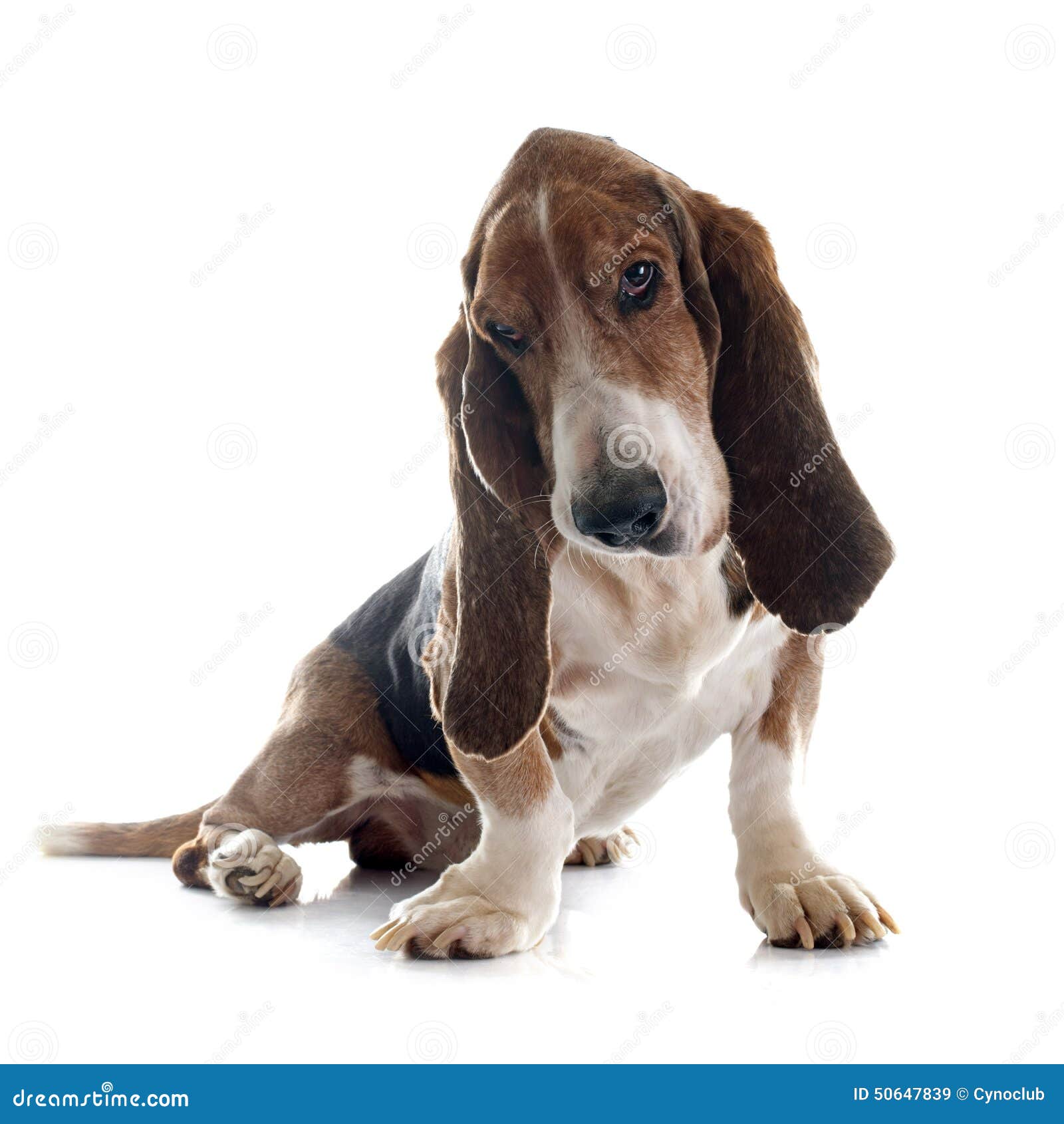Basset hound stock image. Image of humor, adult, male - 50647839