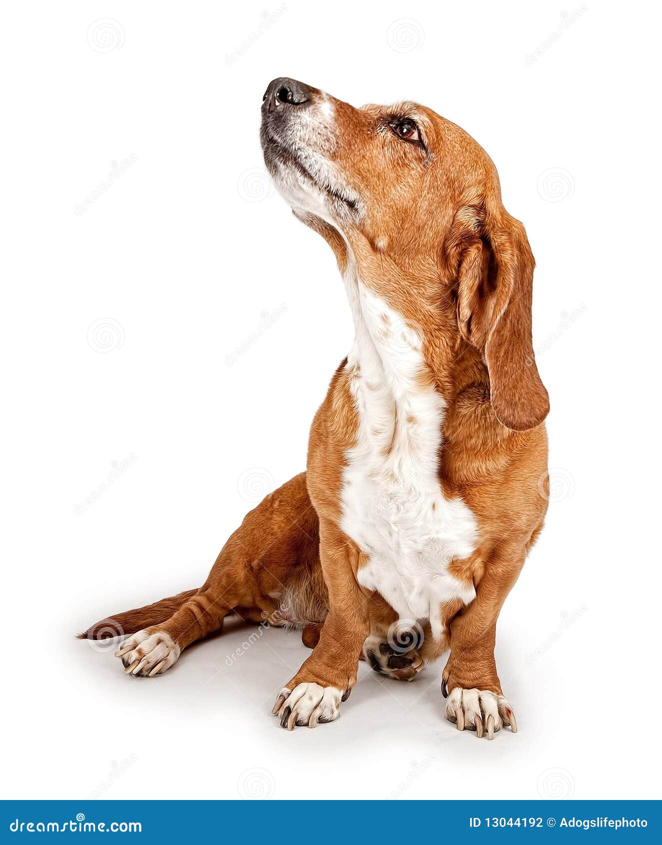 Why Does My Dog Ignore Commands