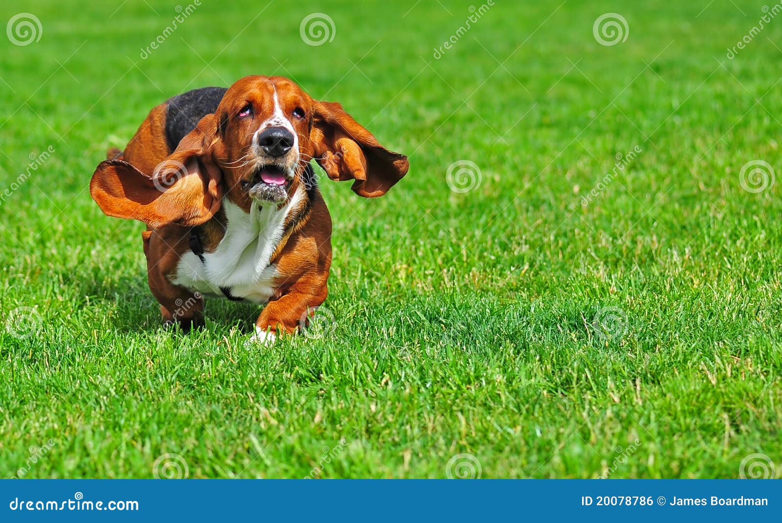Basset Hound in motion stock photo. Image of playing - 20078786
