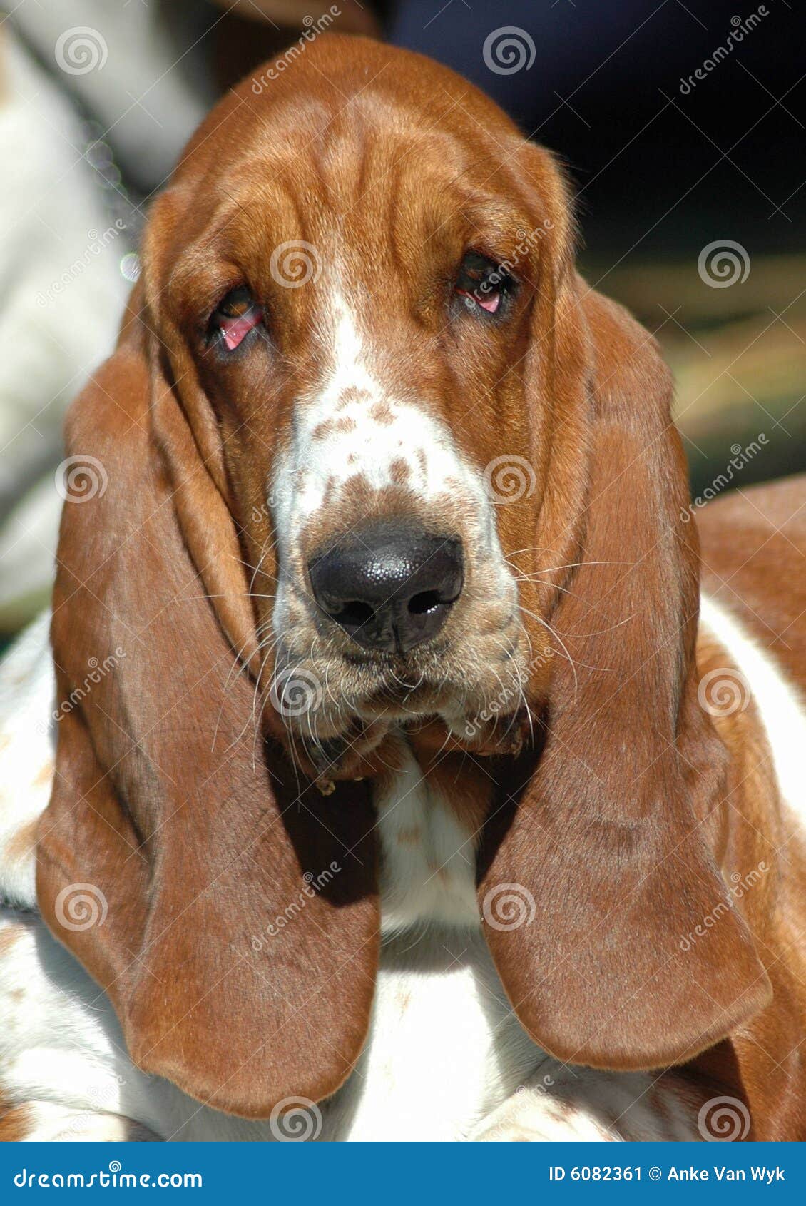 Basset Hound portrait stock image. Image of faces, animal - 6082361