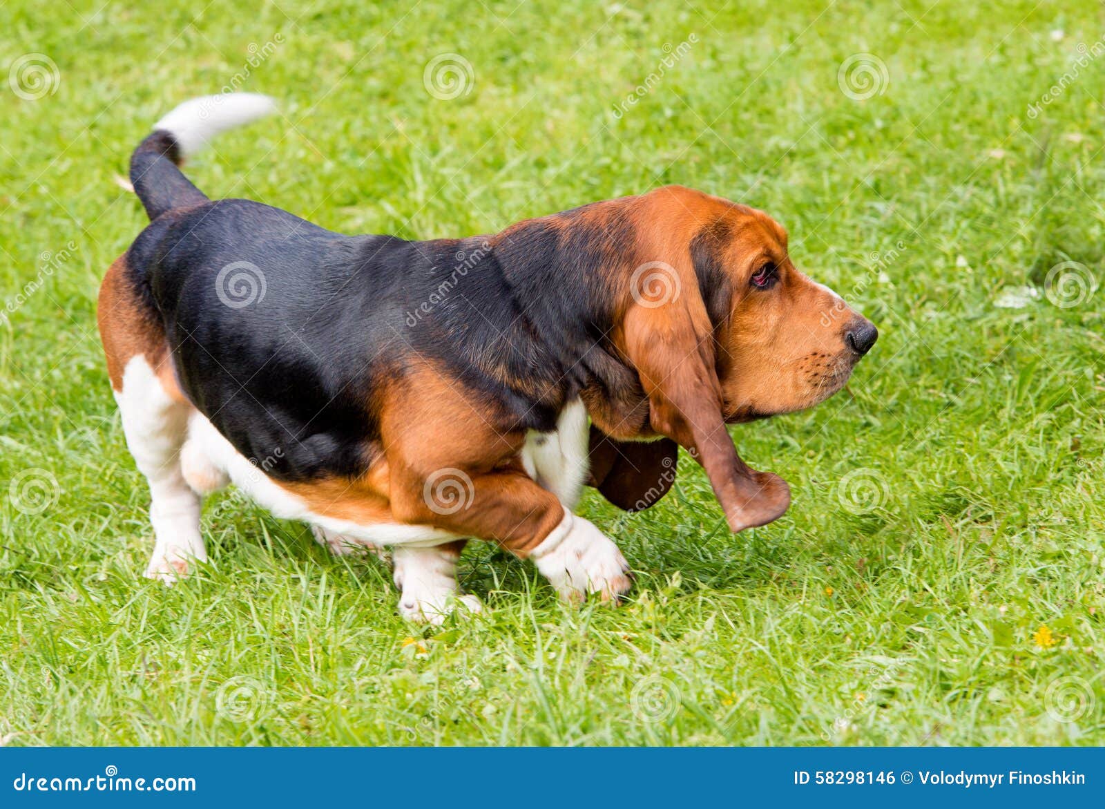 Basset Hound profile. stock photo. Image of canine, pretty - 58298146