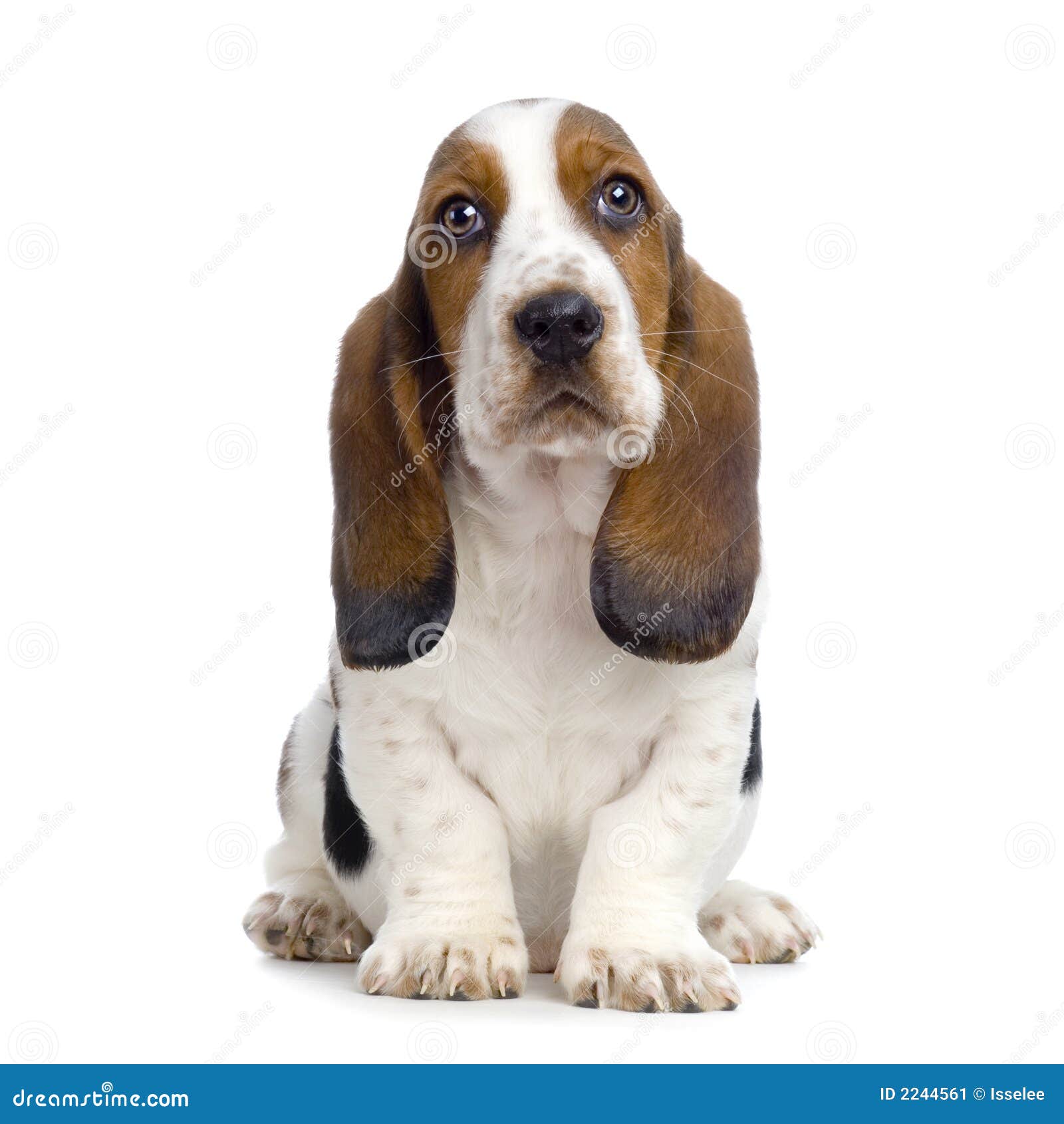 People Hugging Basset Hound