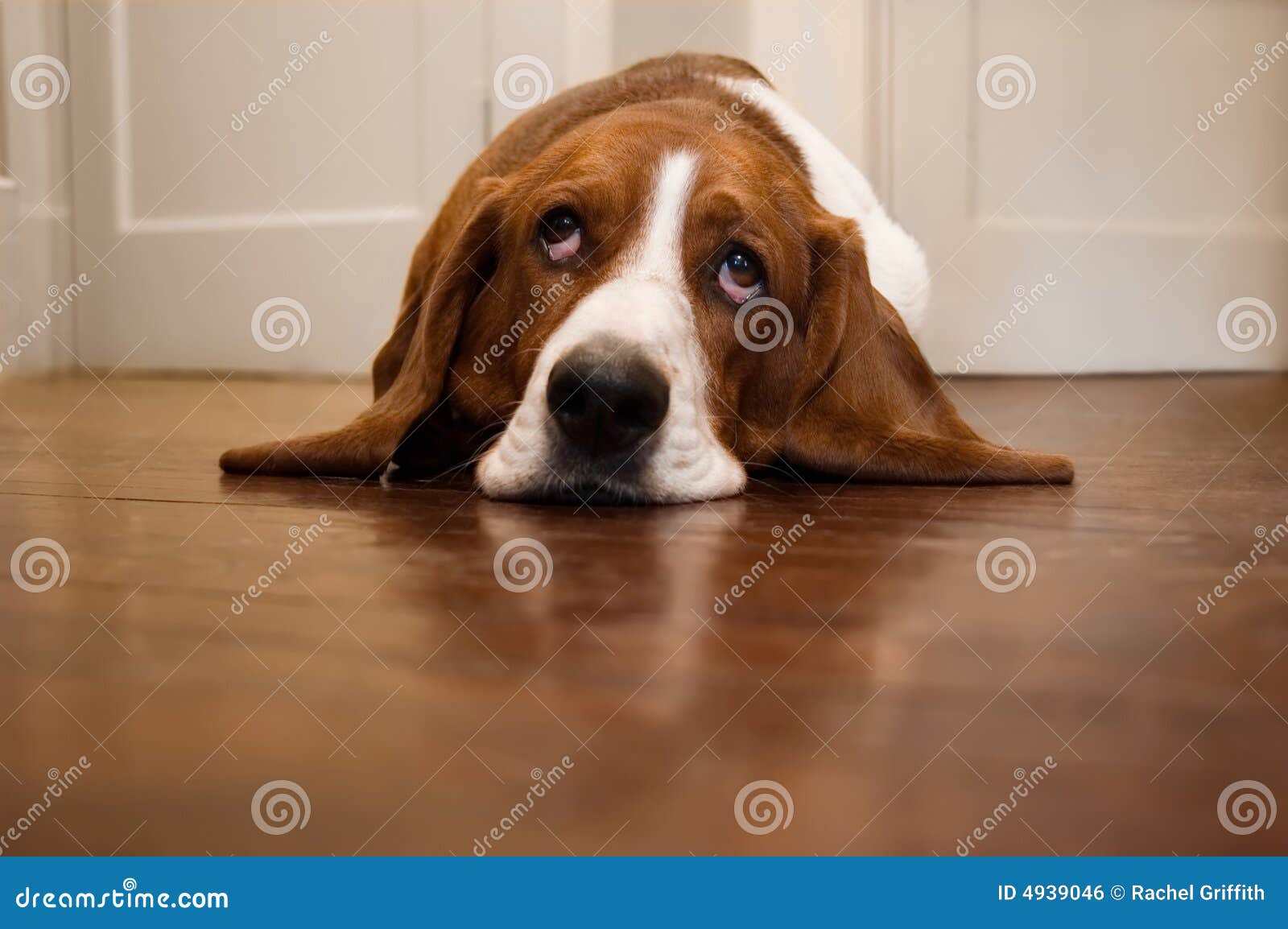 Basset Hound Rolling Its Eyes Stock Photo - Image of face, humorous ...