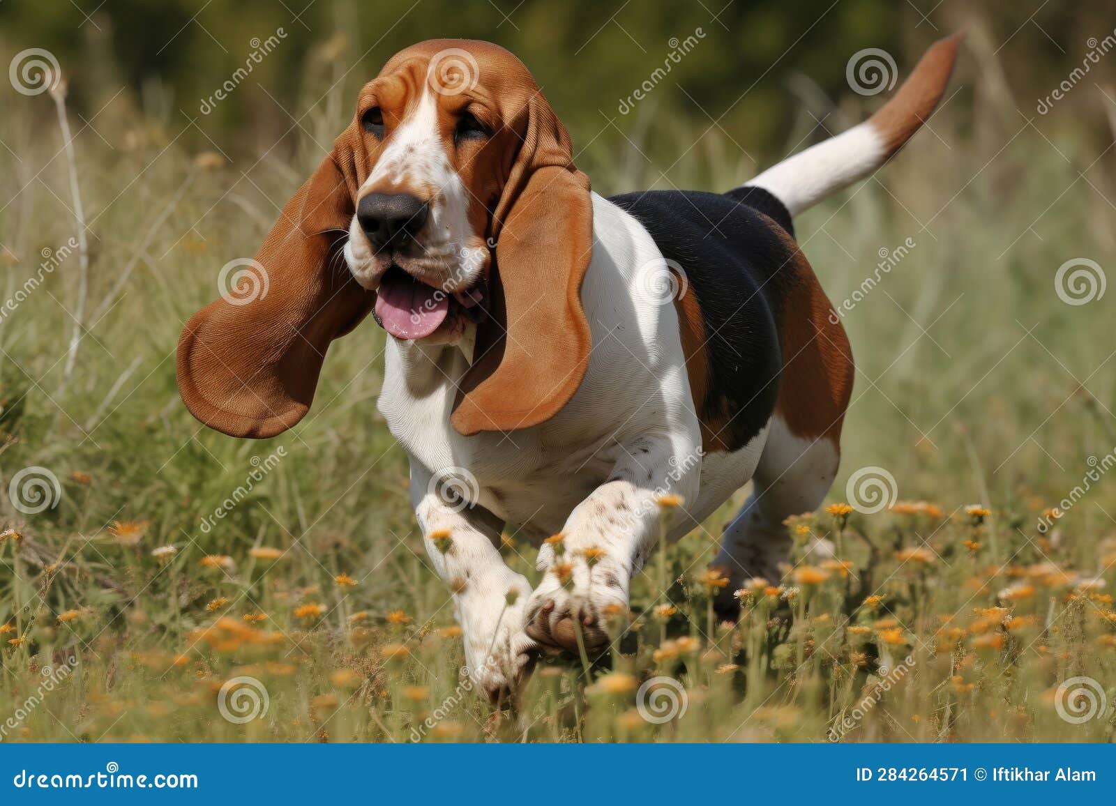 Basset Hound Running in the Field of Dandelions AI Generated Stock ...