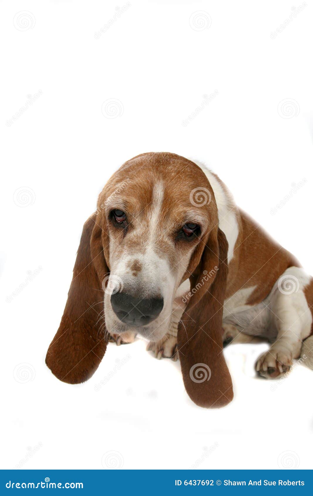 Basset Hound S Long Ears And Head Stock Photo - Image of hound, floppy ...
