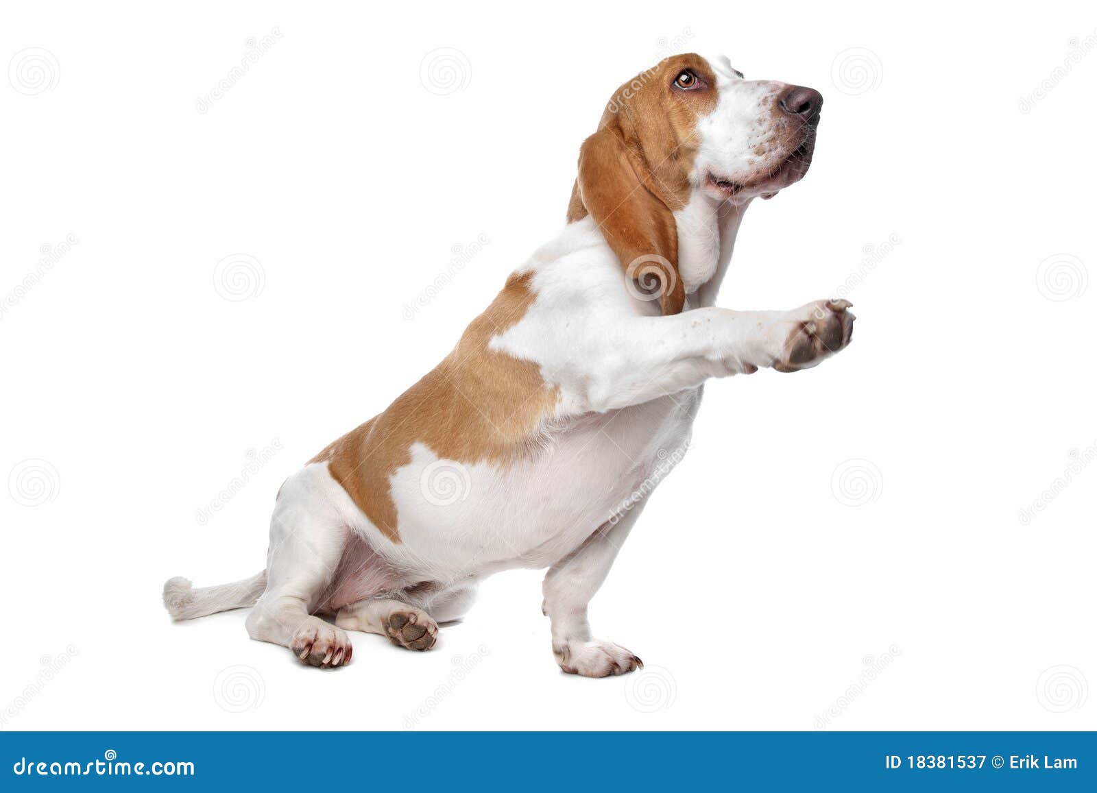 Basset hound shaking paw stock image. Image of view, cute - 18381537