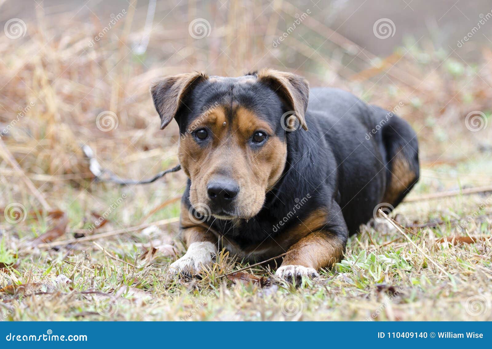 Pooping Beagle Stock Photos - Free & Royalty-Free Stock Photos from ...