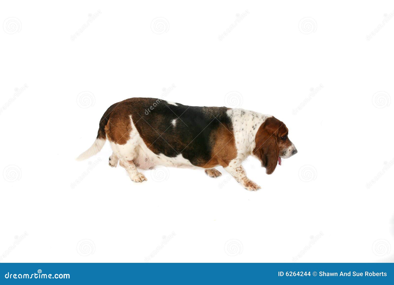 Basset hound side view stock photo. Image of brown, high - 6264244