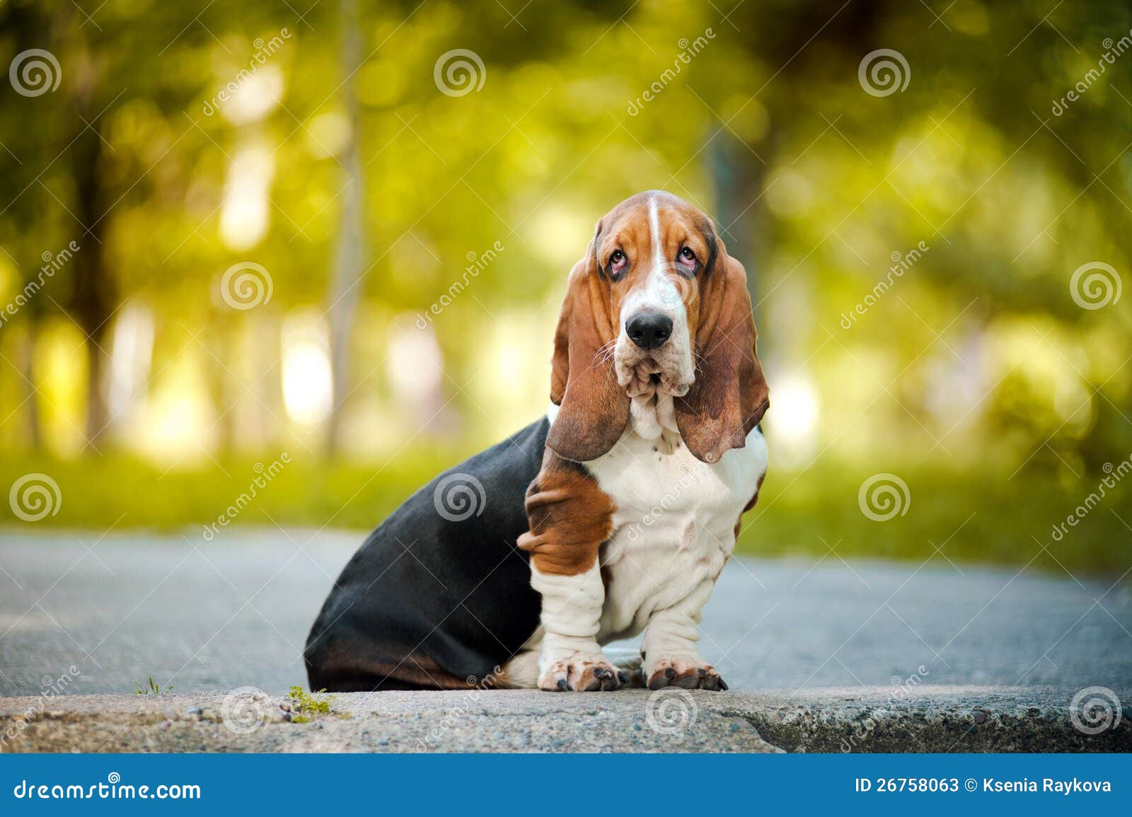 A Basset Hound Beagle Mix Poses In Straw Pile. Stock Image ...