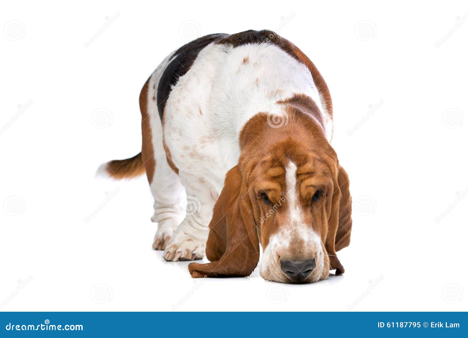 Basset hound stock image. Image of basset, tracking, hound - 61187795
