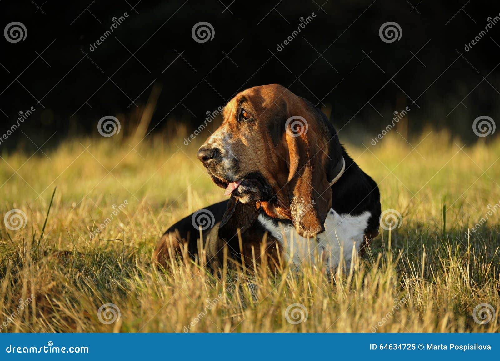 Basset stock image. Image of merriment, organic, feed - 64634725