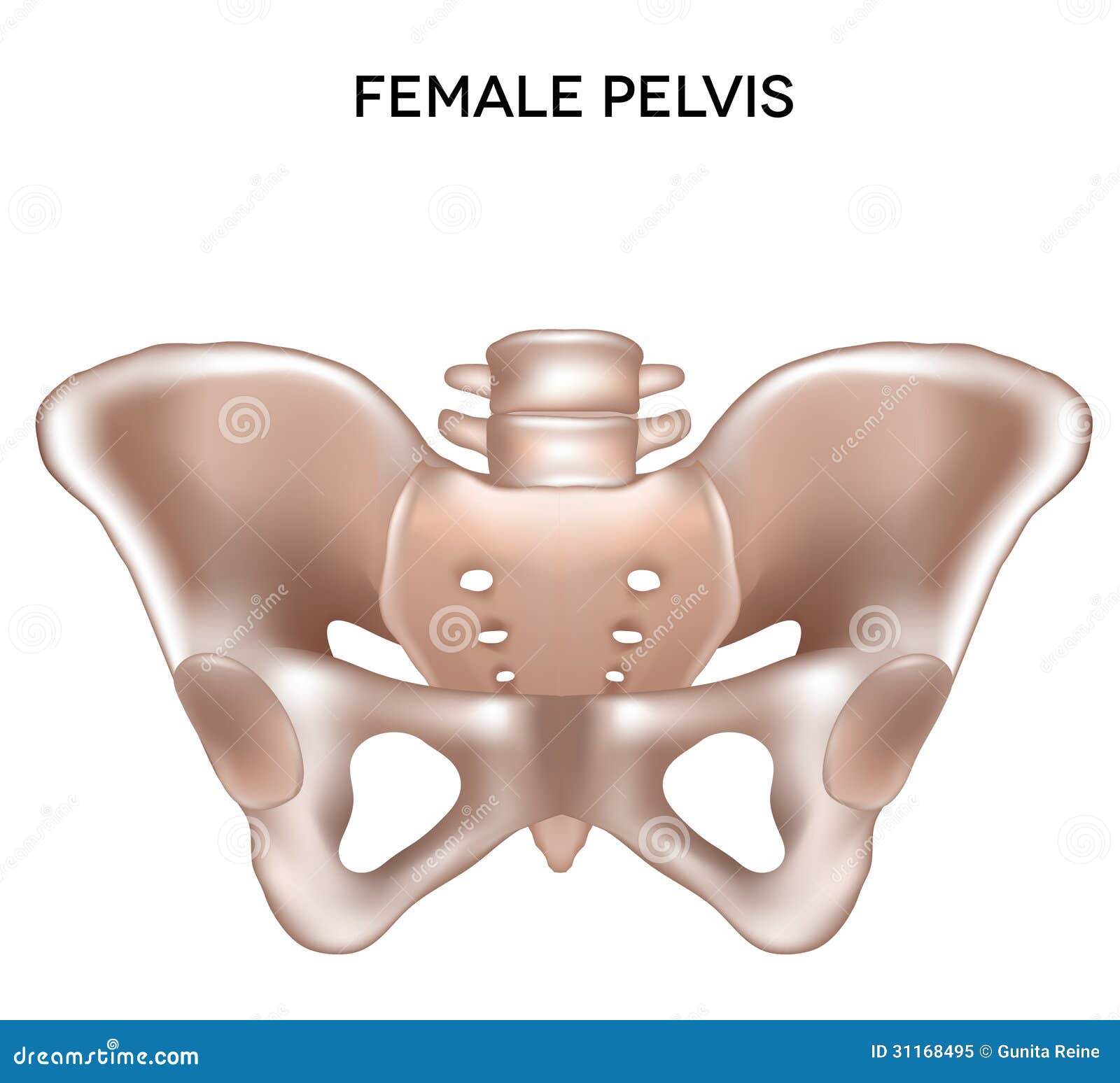 Bassin femelle illustration de vecteur. Illustration du articulaire ...