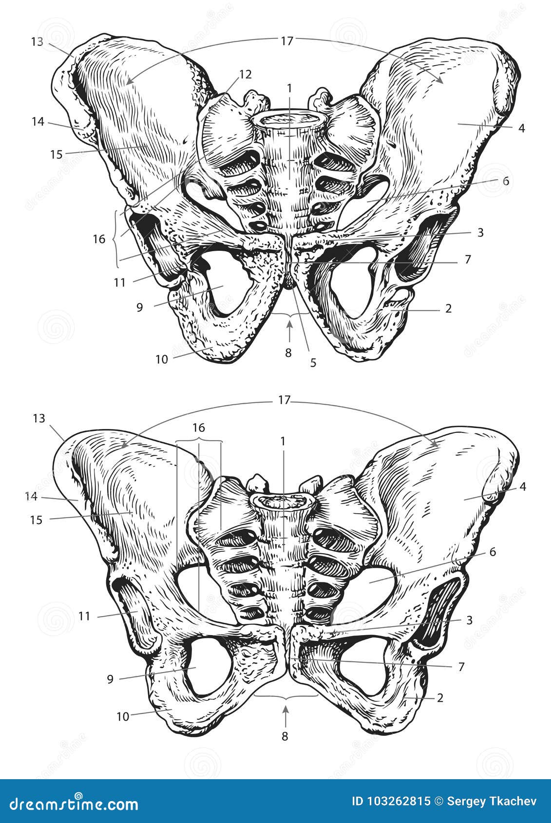 Bassin humain illustration de vecteur. Illustration du backbone - 103262815
