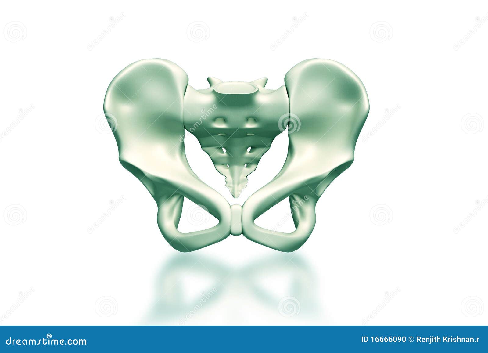 Bassin humain illustration stock. Illustration du anatomie - 16666090