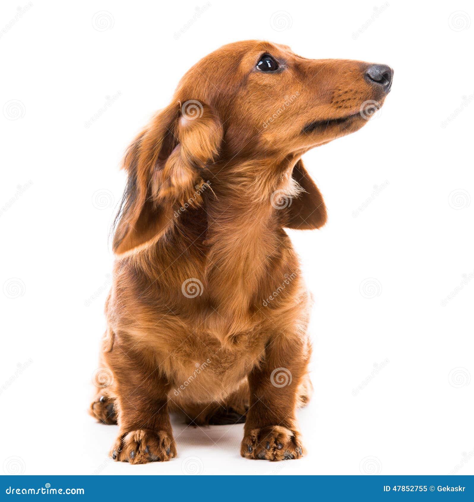 Bassotto Tedesco Rosso Della Razza Del Cane Immagine Stock - Immagine ...