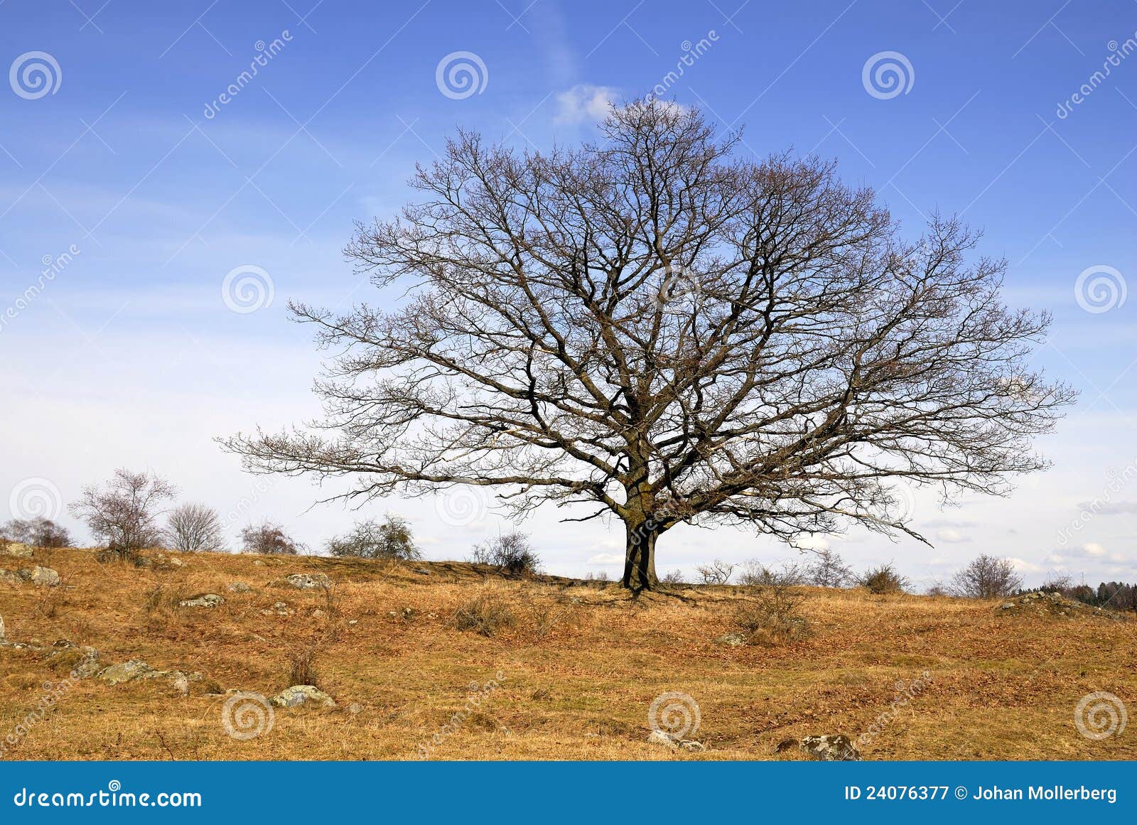 Basswood Tree stock image. Image of root, arid, toughness - 24076377