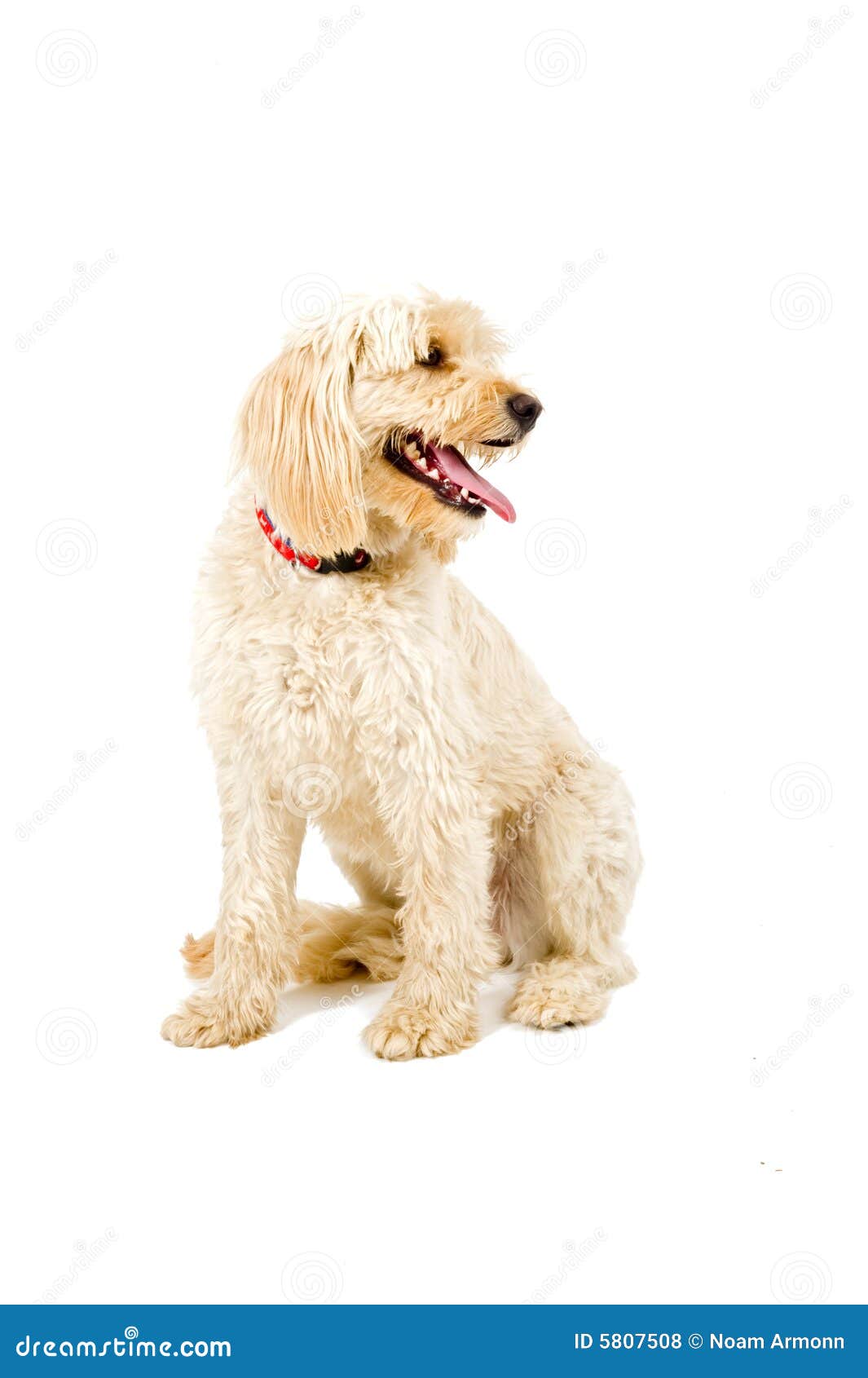 Bastaard hond stock foto. Image of gezichts, hybride, gemengd - 5807508