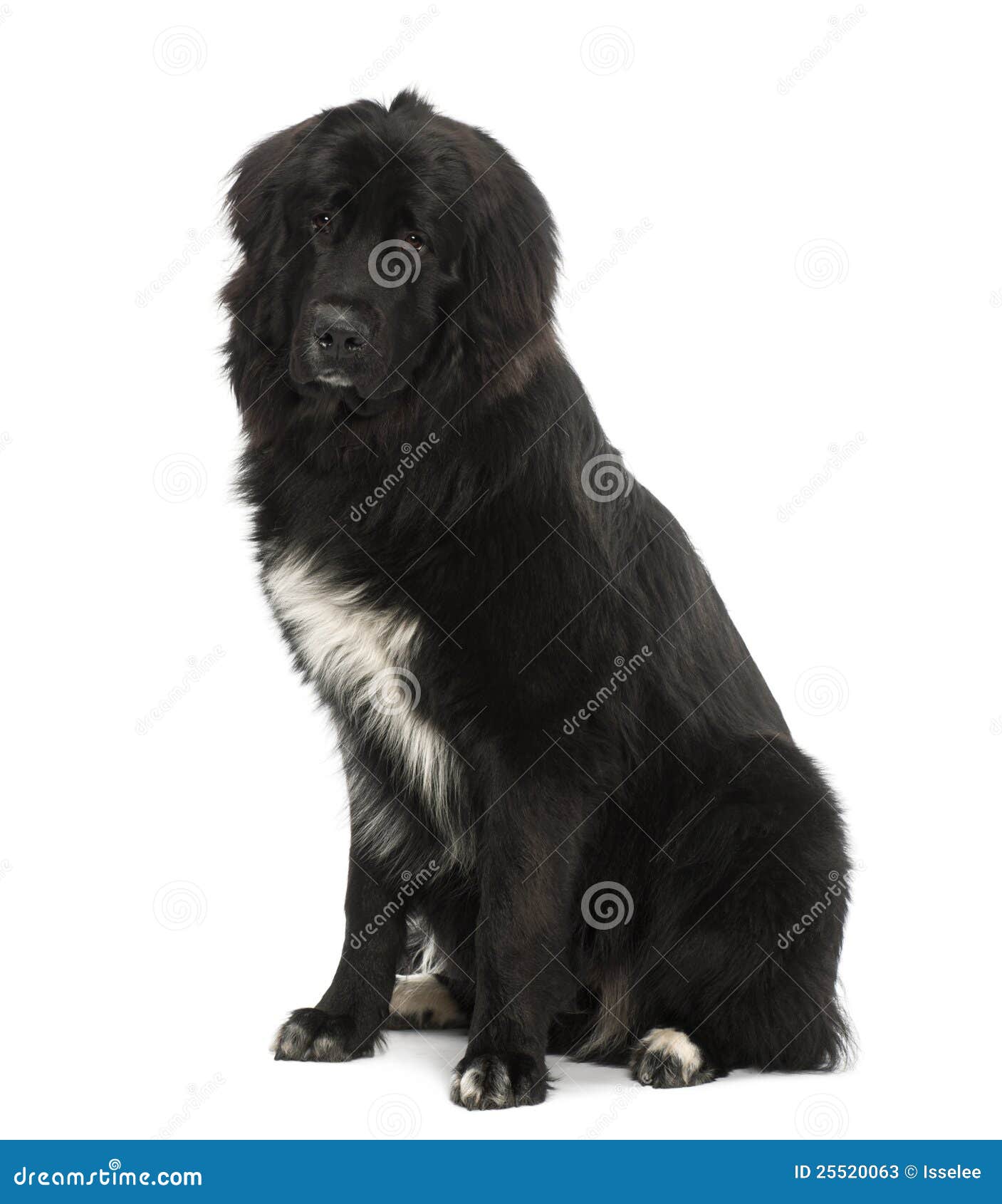 Bastaard Hond, 9 Maanden Oud, Het Zitten Stock Afbeelding - Image of ...
