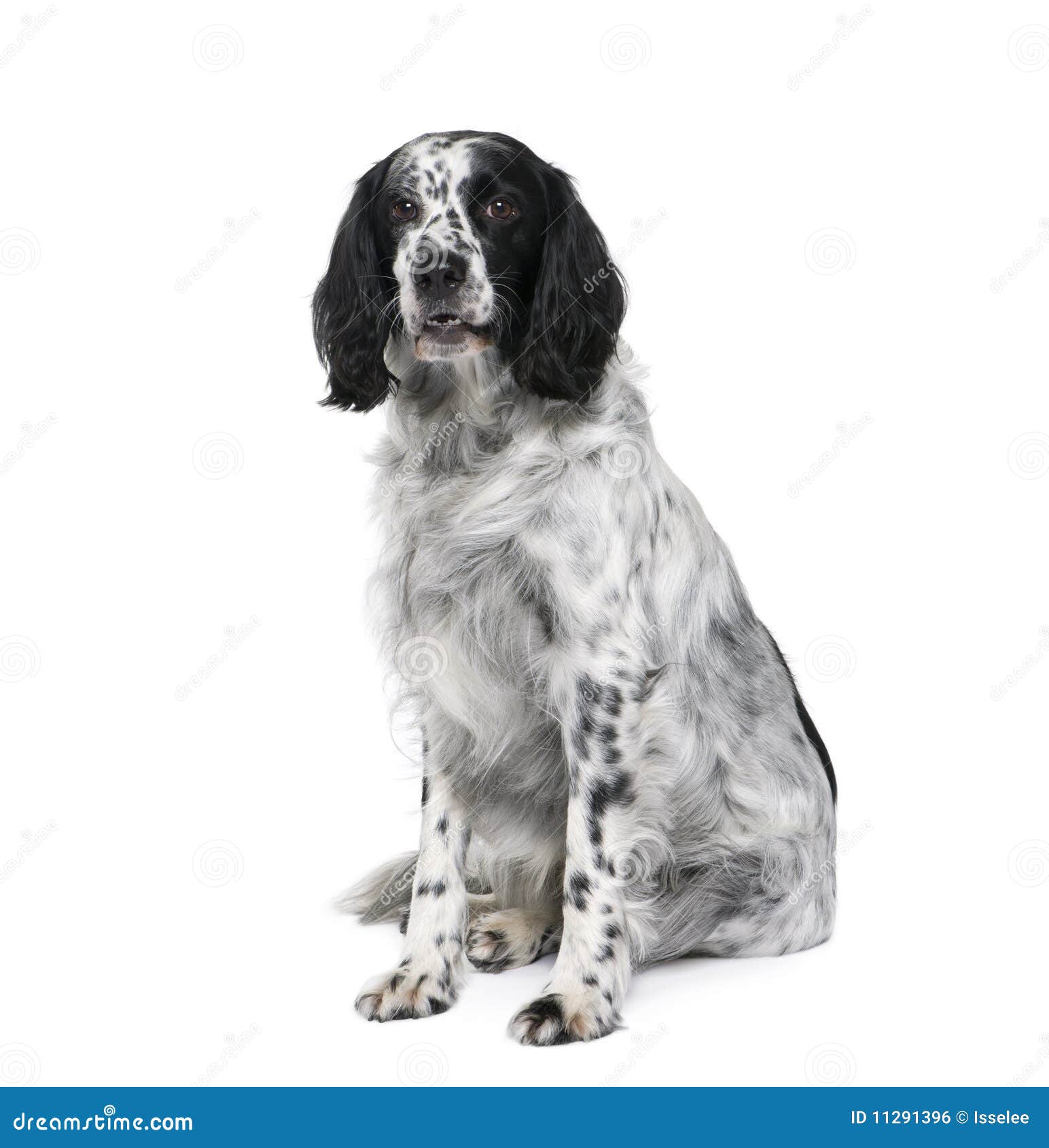 Bastaard Hond Voor Witte Achtergrond Stock Foto - Image of zoogdier ...