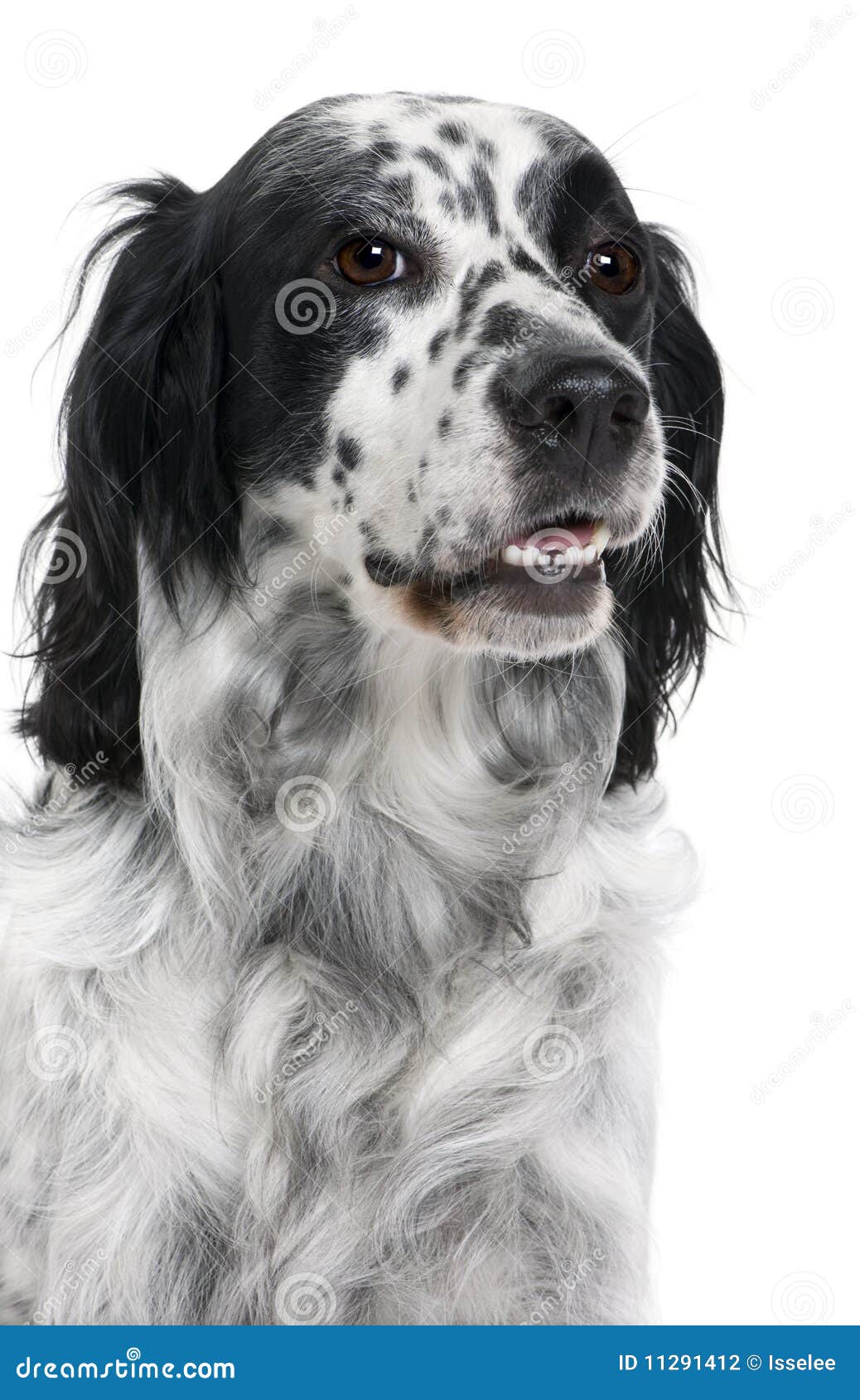 Bastaard Hond Voor Witte Achtergrond Stock Foto - Image of rauw, mensen ...