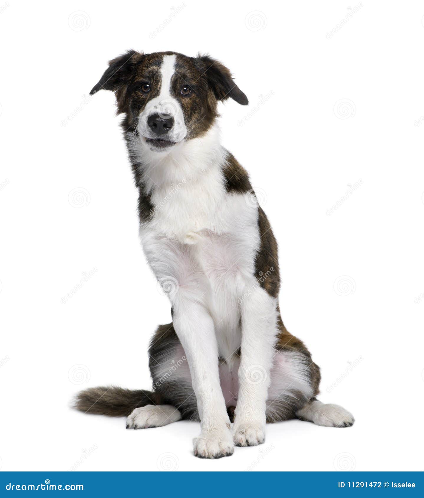 Bastaard Hond Voor Witte Achtergrond Stock Foto - Image of dier, honds ...