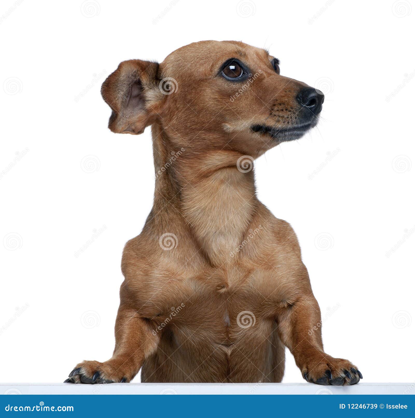 Bastaard Hondenras Boerenfox Wikipedia