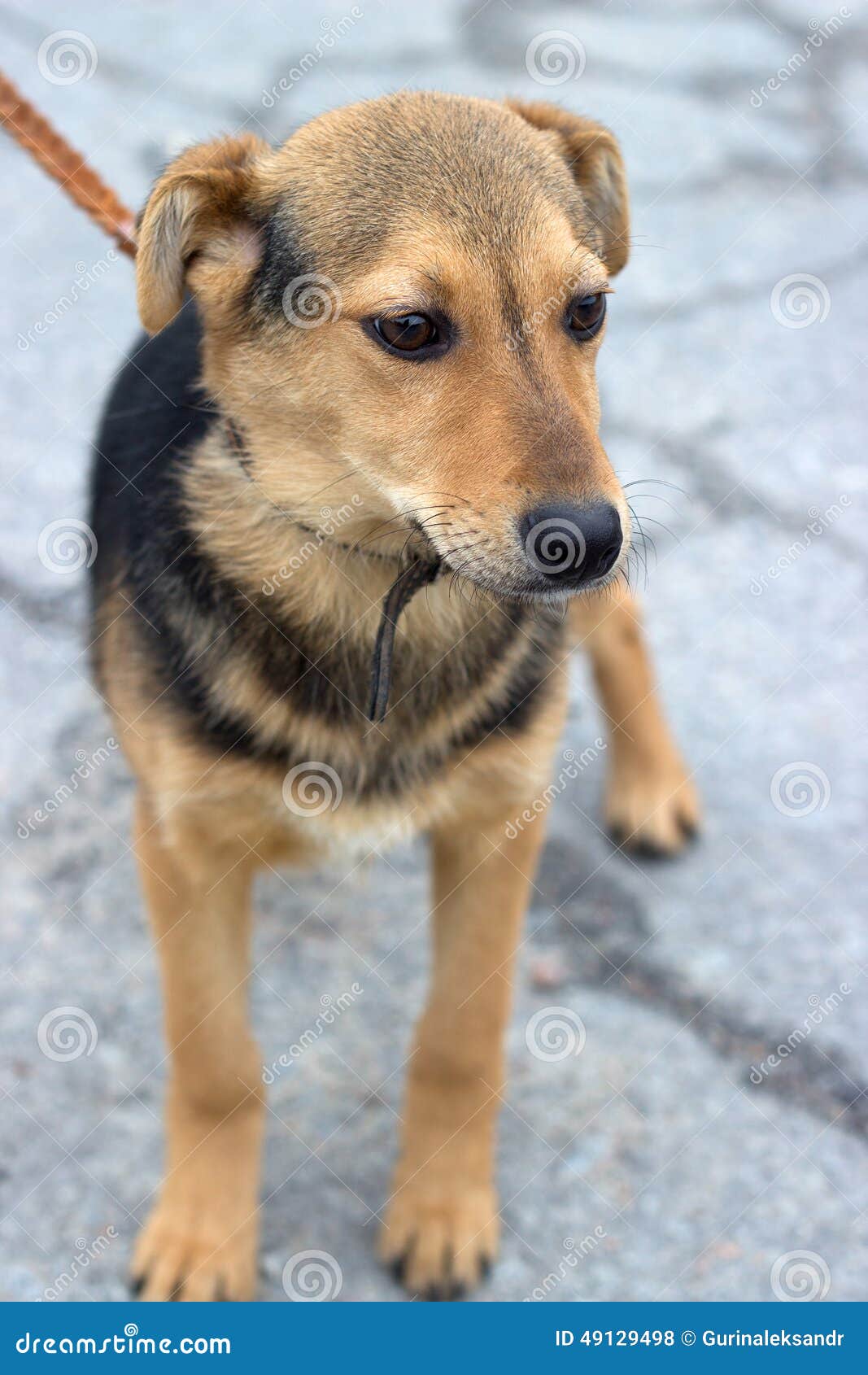 Bastaard Puppy in Openlucht Stock Foto - Image of puppy, klein: 49129498