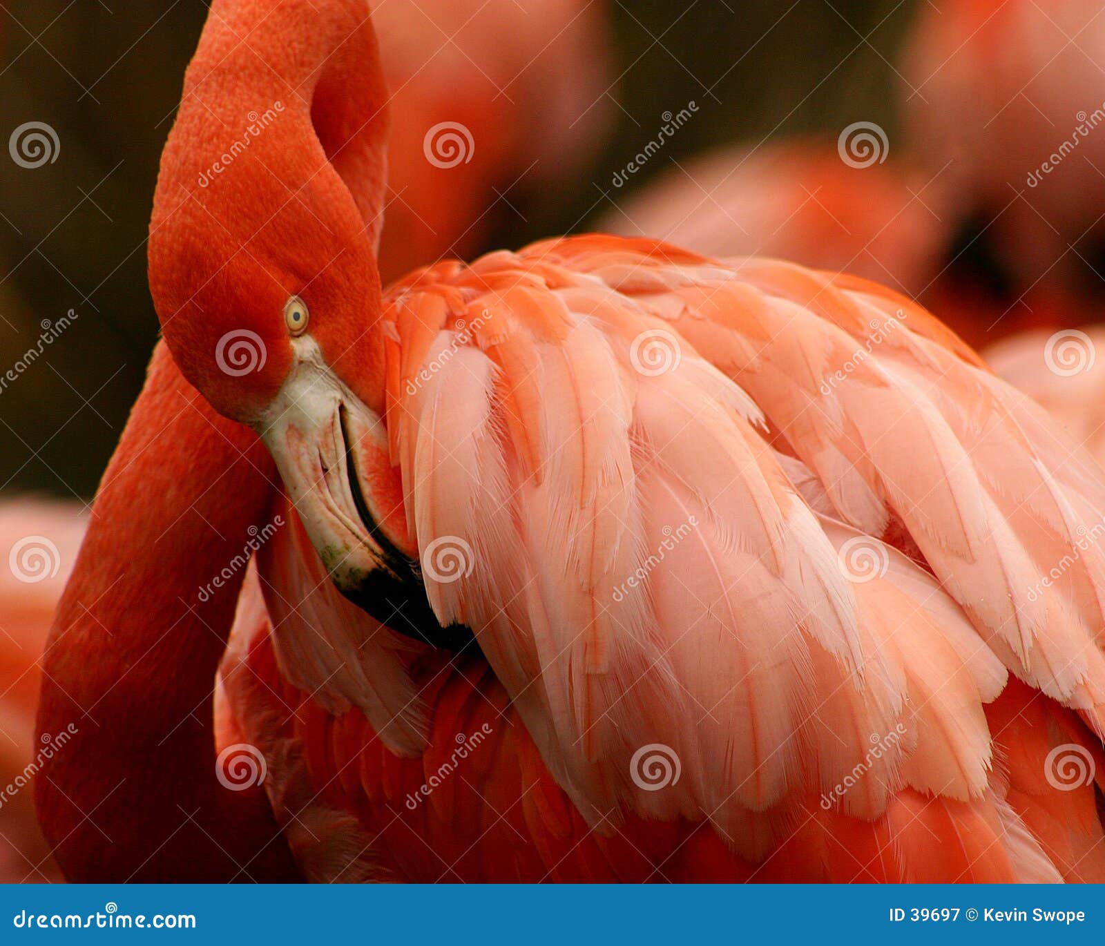 Bastante en color de rosa imagen de archivo. Imagen de fauna - 39697