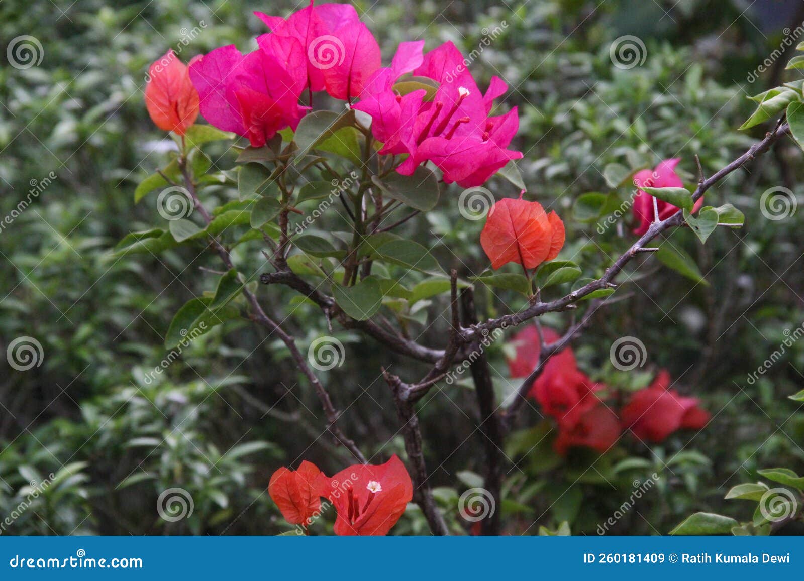 Bastar Pollination in Bougenvilea Flower Stock Image - Image of flower ...