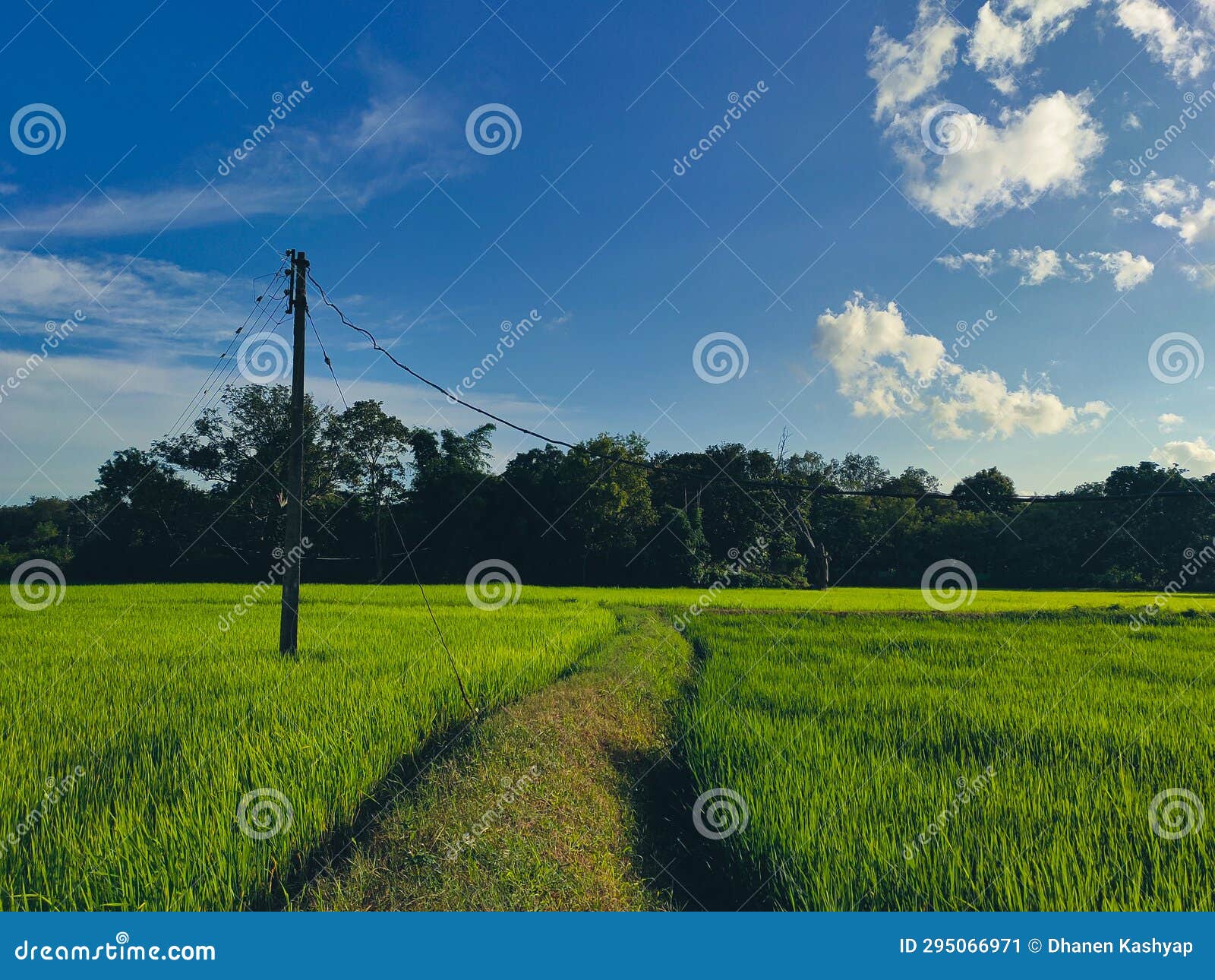 Bastar Rice fields stock image. Image of fields, landscape - 295066971