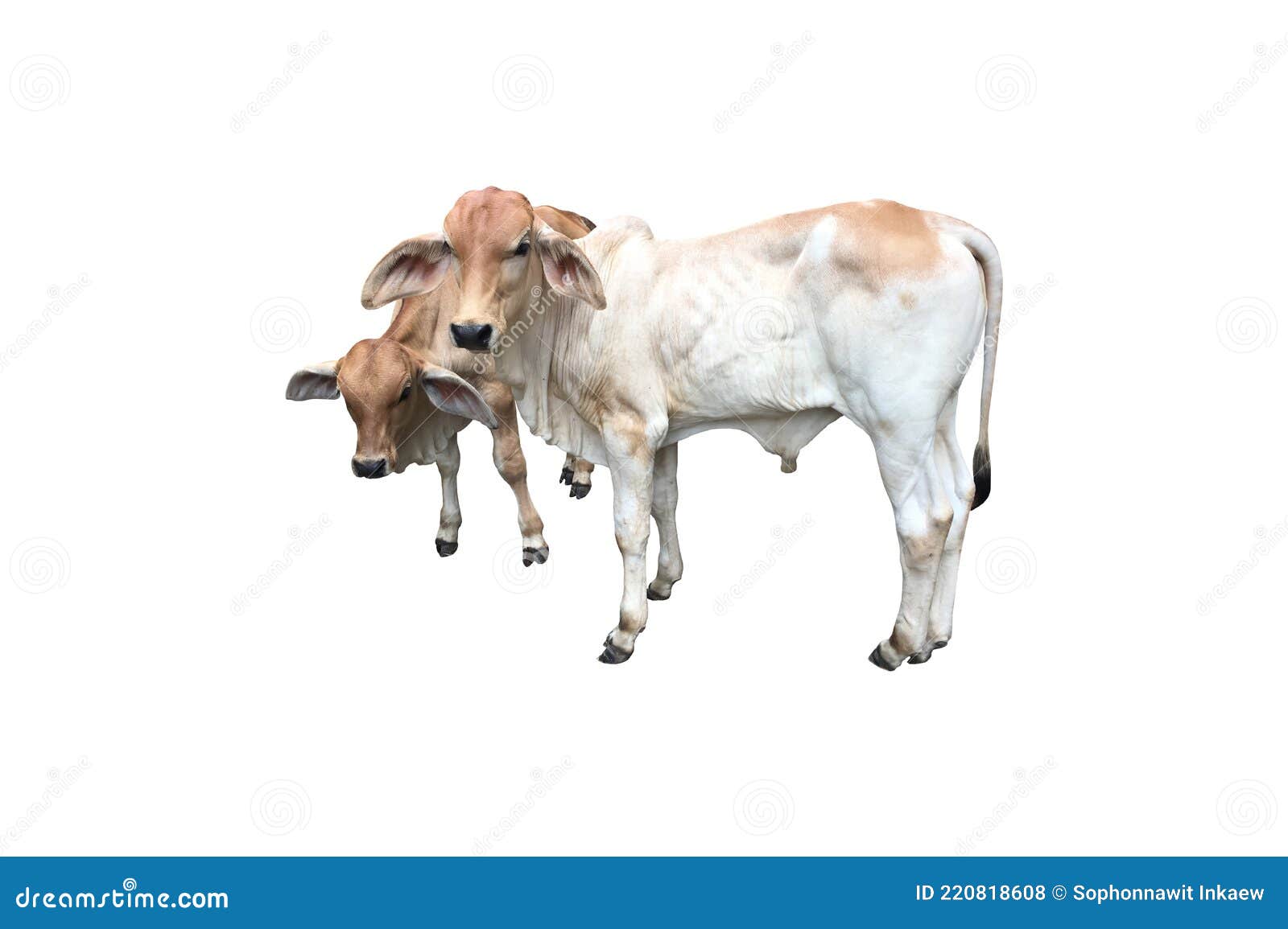 Brahman cattle stock photo. Image of field, domestic - 220818608