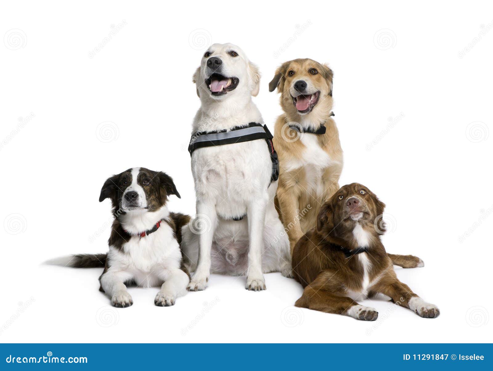 Two Dogs Sitting On Background Stock Photo | CartoonDealer.com #85917030