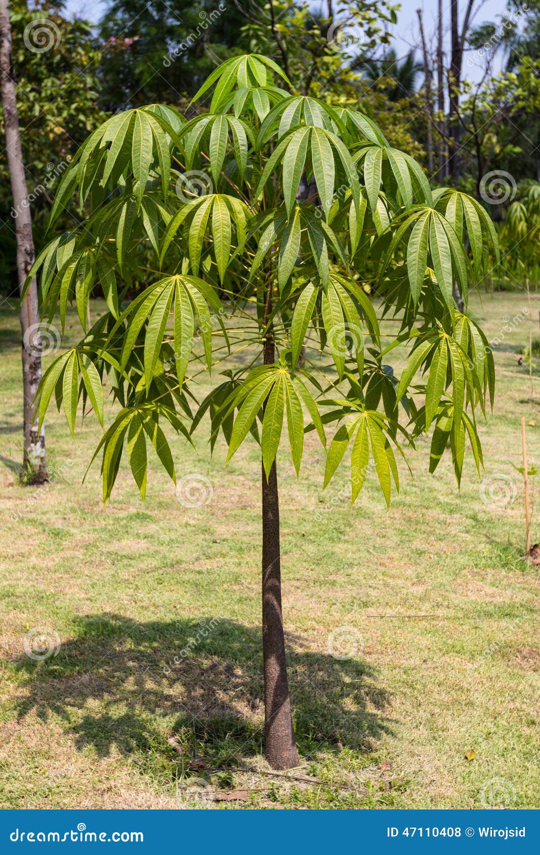 Poom or Pinari stock photo. Image of tree, biofuel, organic - 47110408