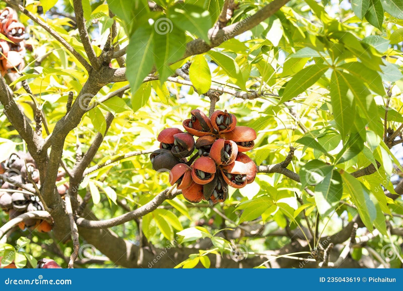 Poon Tree stock image. Image of java, tree, flowers - 235043619
