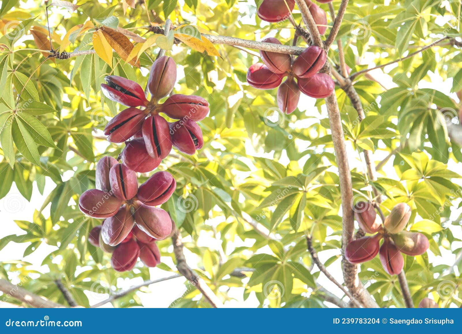 Poon tree stock photo. Image of poon, environment, closeup - 239783204