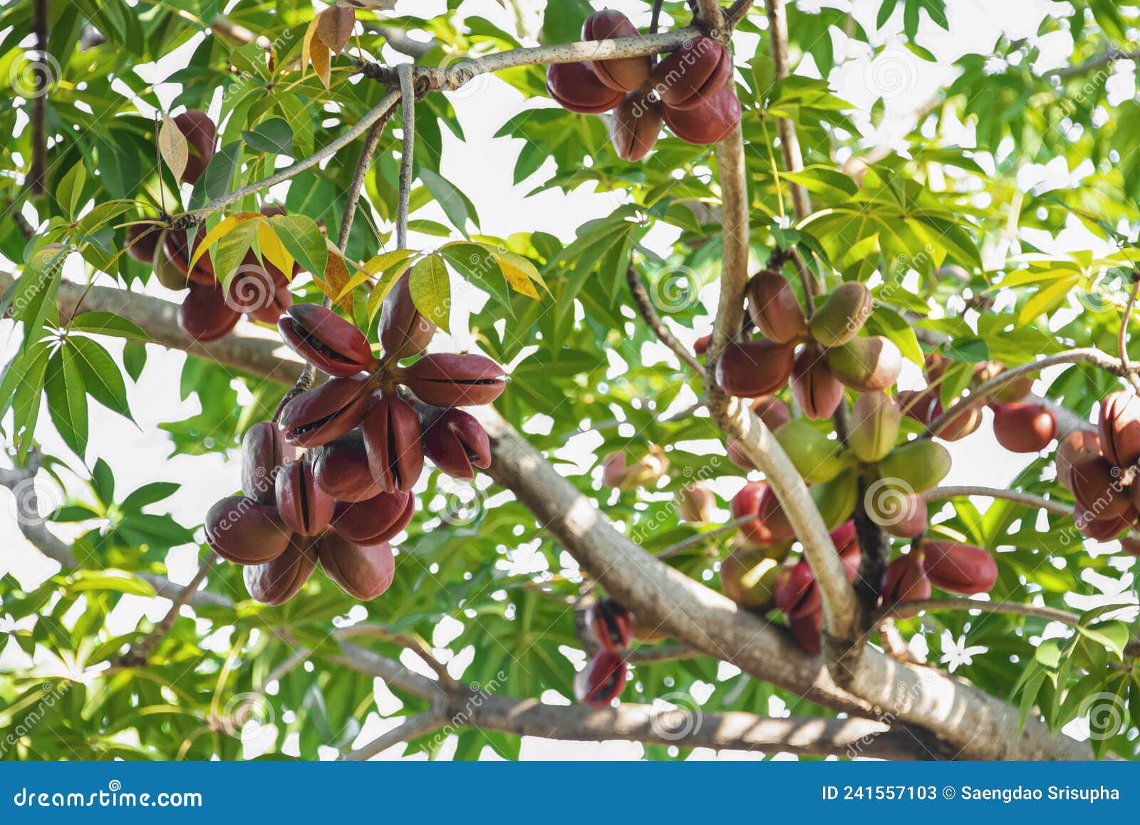 Poon tree stock image. Image of plant, growth, biology - 241557103