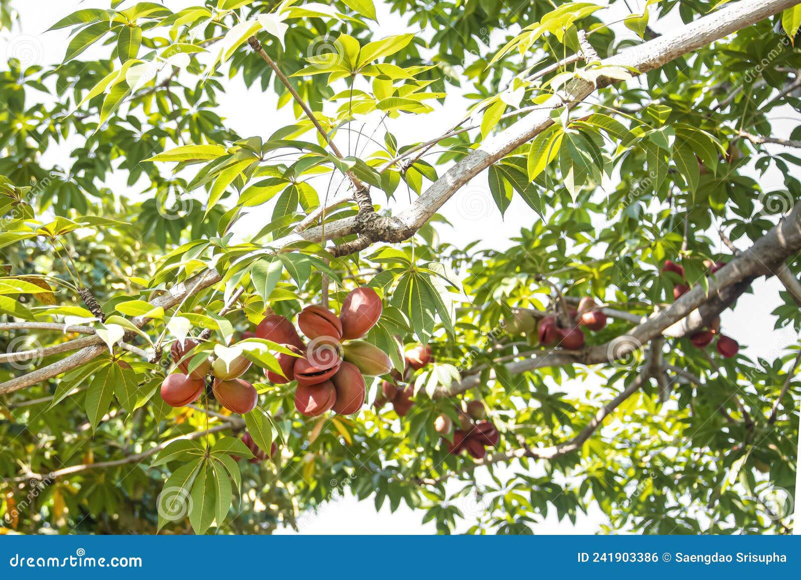 Poon tree stock photo. Image of growth, plant, limb - 241903386