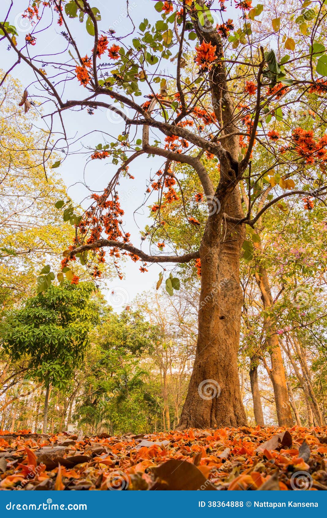 Teak stock photo. Image of bloom, nepal, pakistan, detail - 38364888