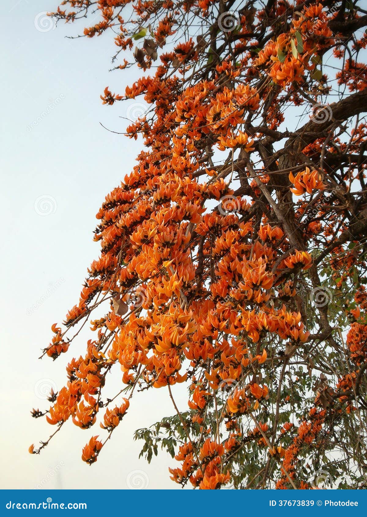 Teak flowers stock image. Image of nature, teak, beak - 37673839