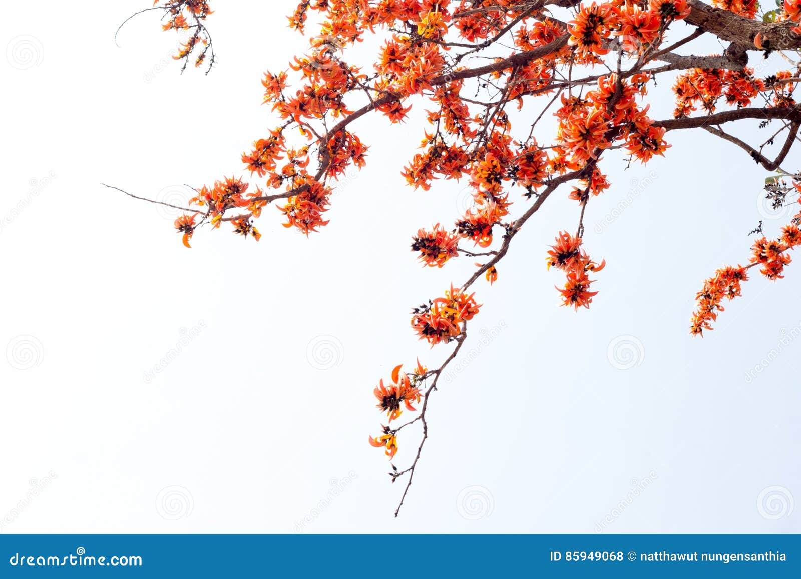 Teak Tree, Kino Tree Isolated White Background Stock Photo - Image of ...