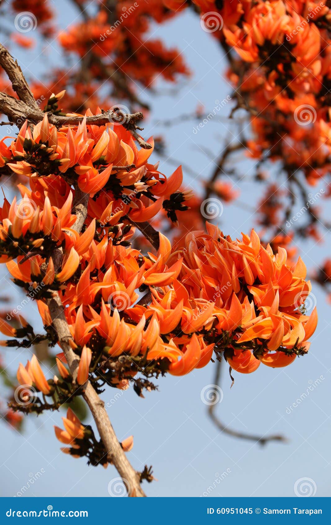 Teak tree stock image. Image of garden, curved, flower - 60951045