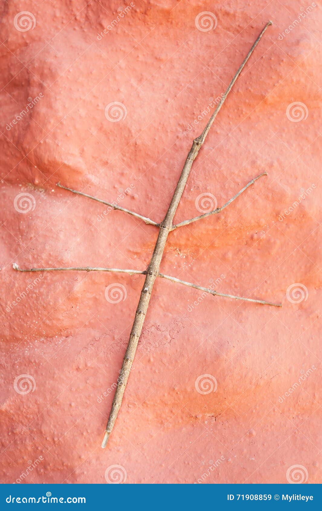 Bastone-insetto immagine stock. Immagine di pioggia, insetto - 71908859